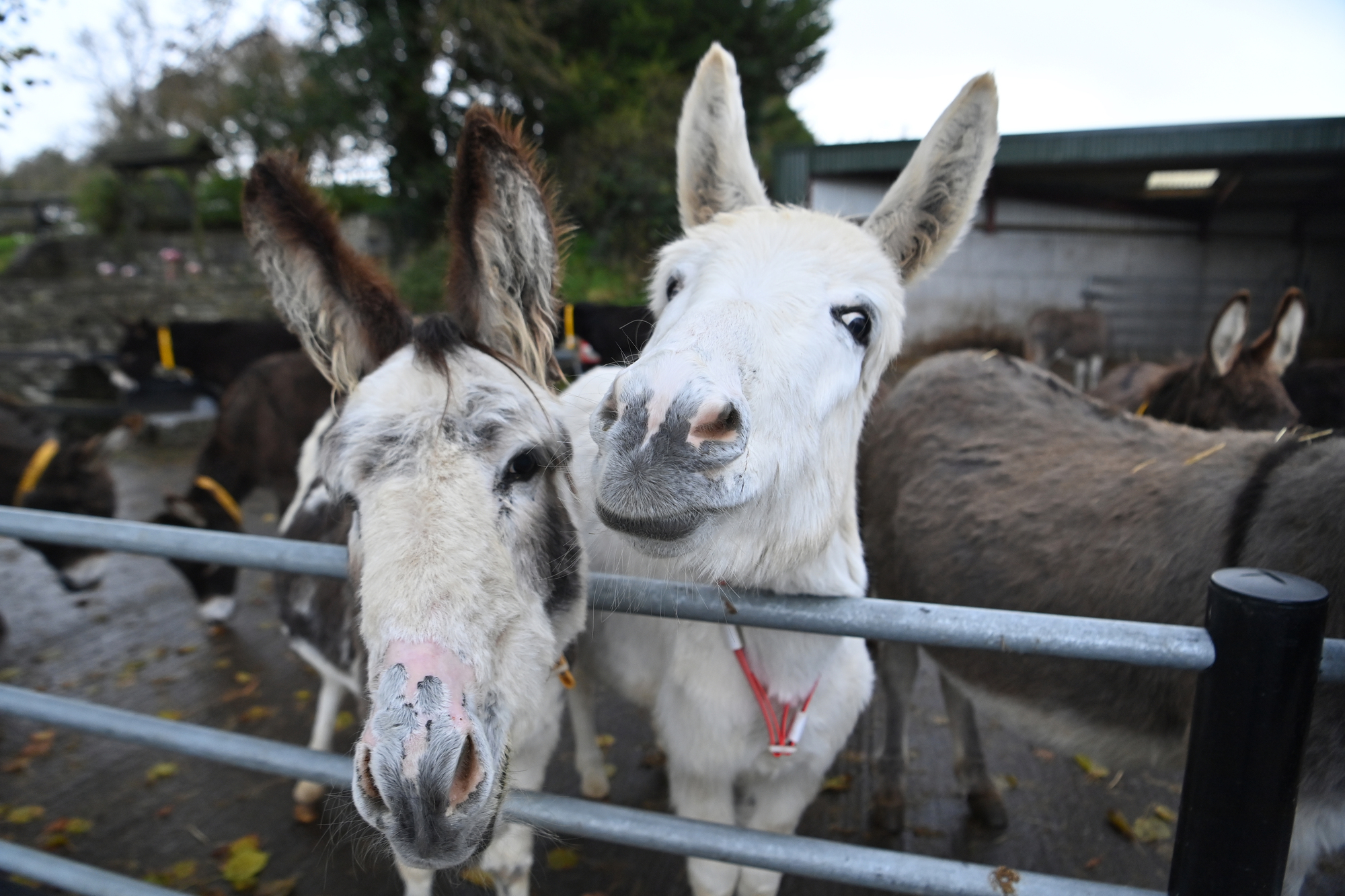 Donkey Sanctuary struggles as animal surrenders surge and re-homer ...