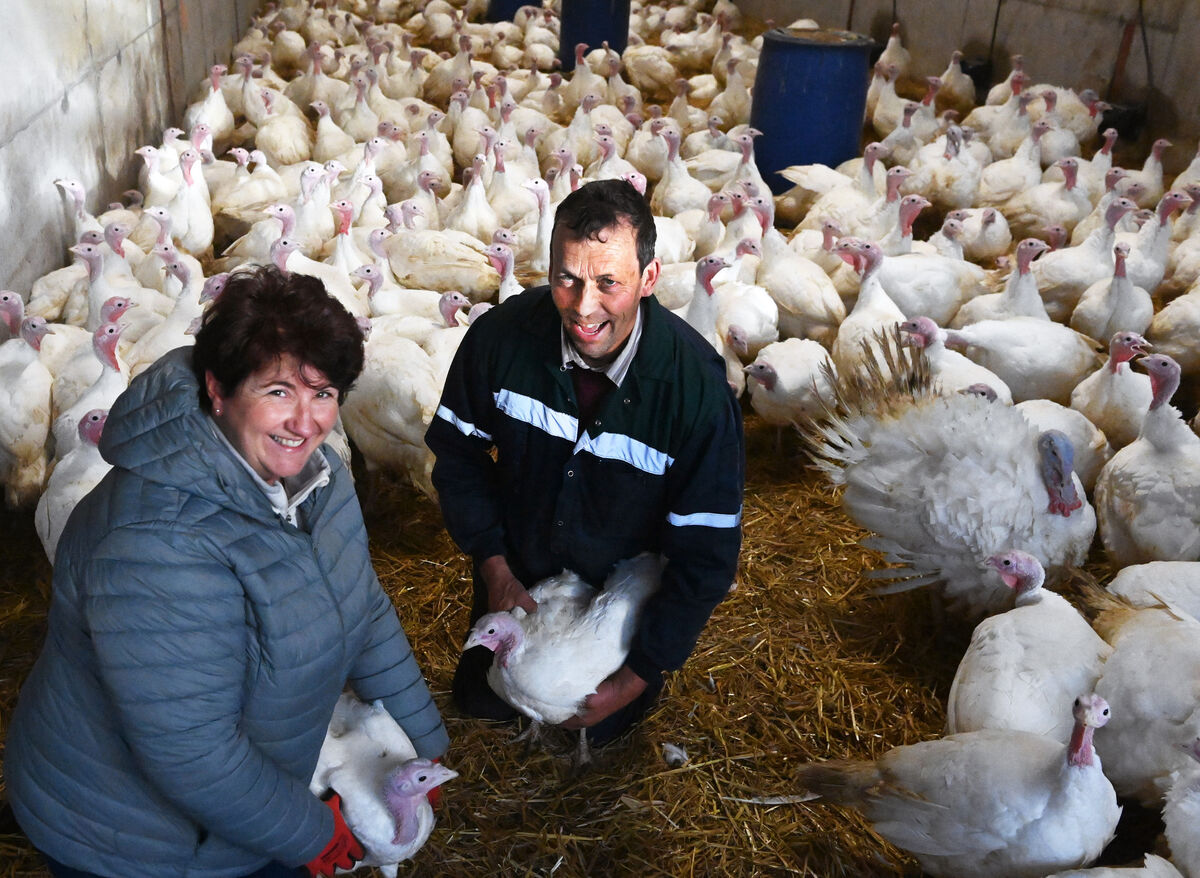 Protecting Ireland's Christmas turkeys from the threat of bird flu
