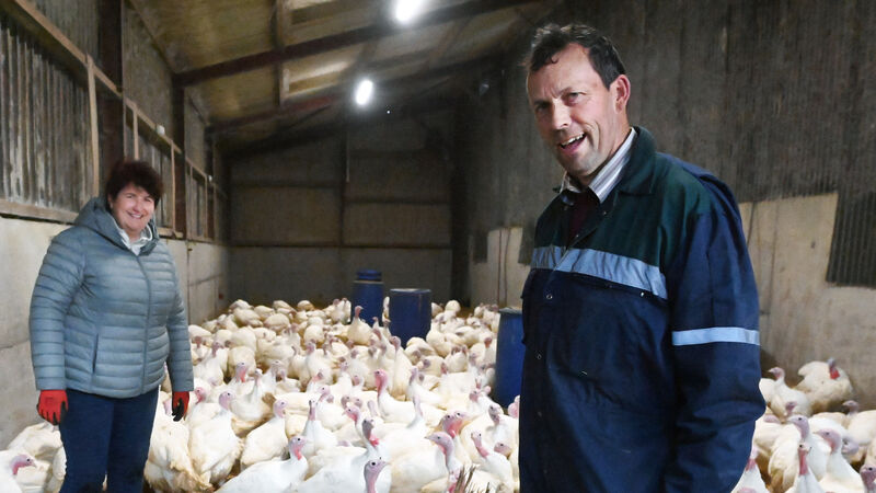 Protecting Ireland's Christmas turkeys from the threat of bird flu