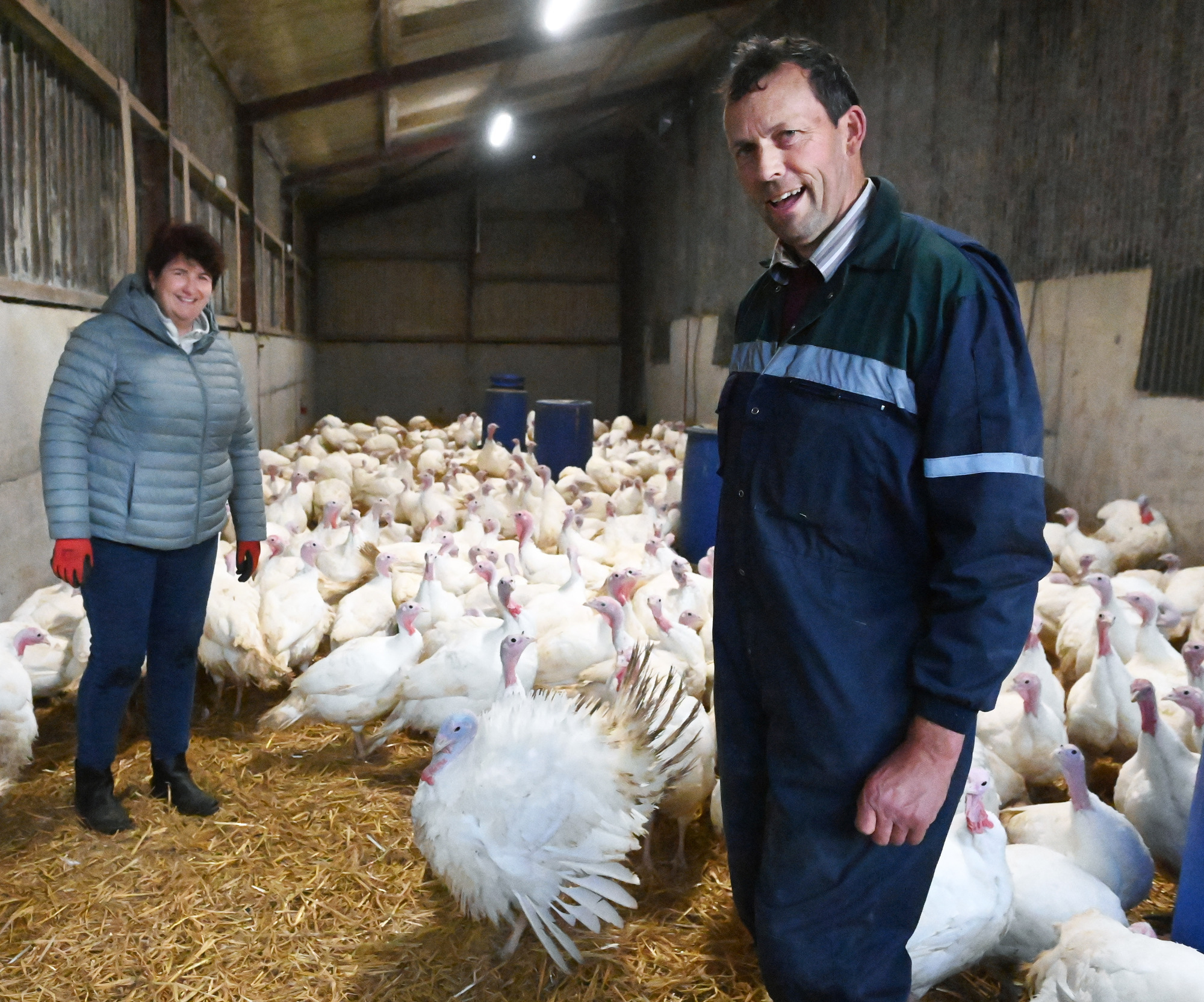 Protecting Ireland's Christmas turkeys from the threat of bird flu