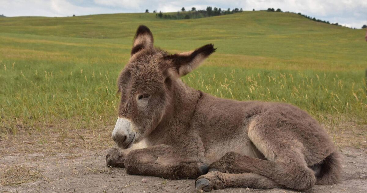 World-first donkey IVF treatment: 10 embryos are now frozen in liquid ...