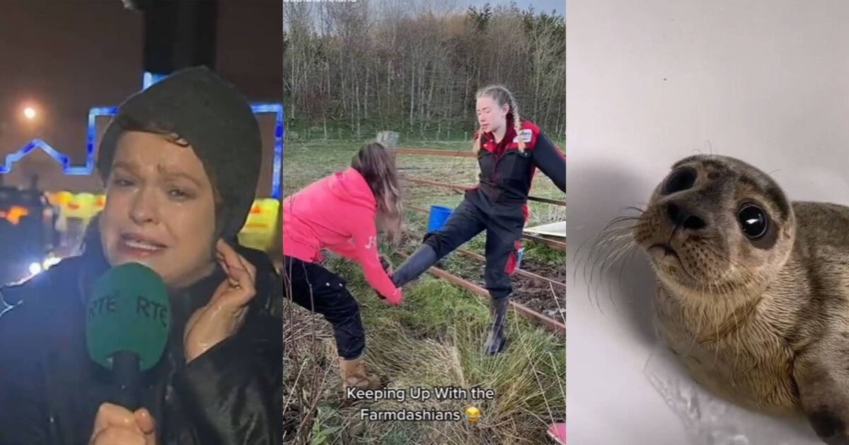 FarmTok, Teresa Mannion and rescue seals: TikTok reveals what Irish ...