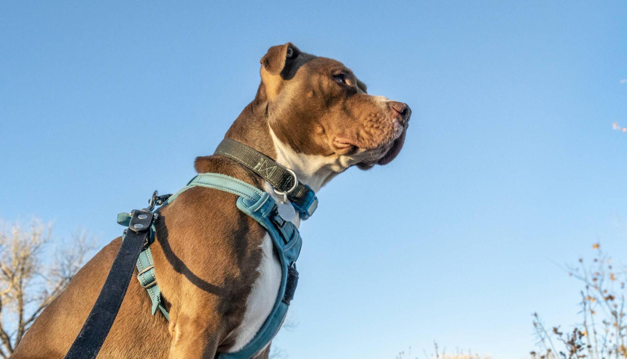 Tighter dog ownership controls planned after pitbull attack on boy