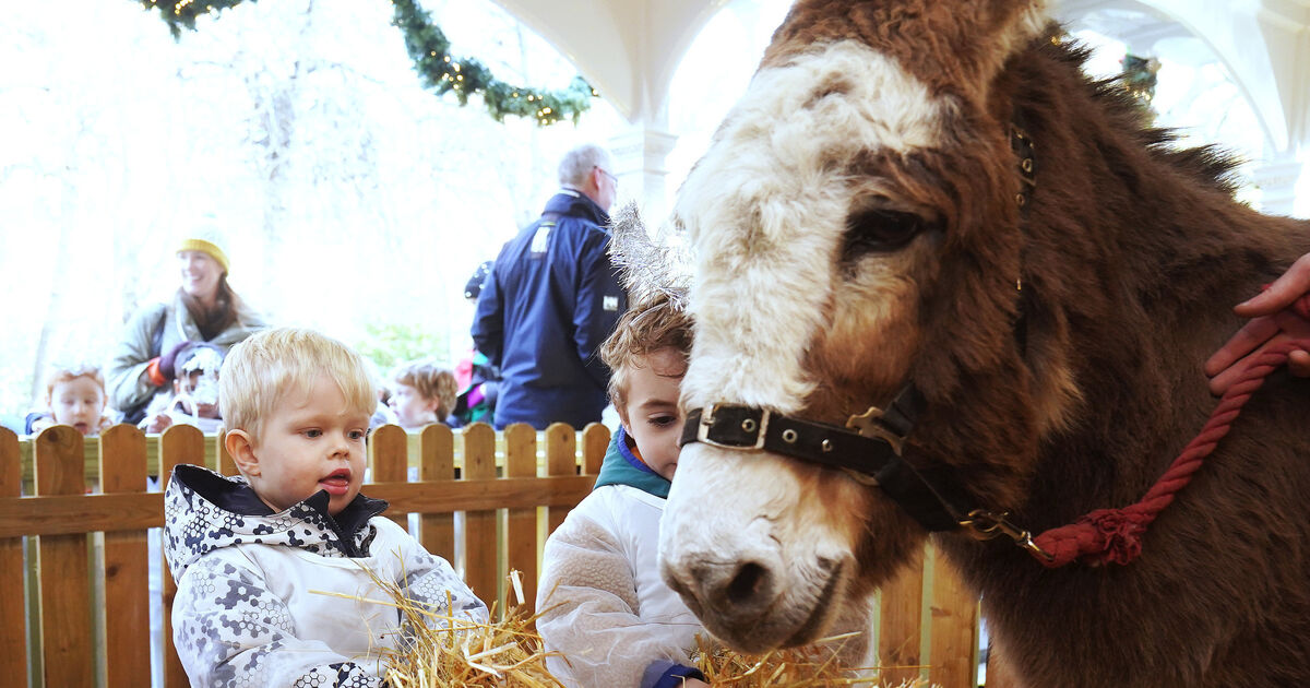 Live animal crib opens in Dublin’s Stephen’s Green park
