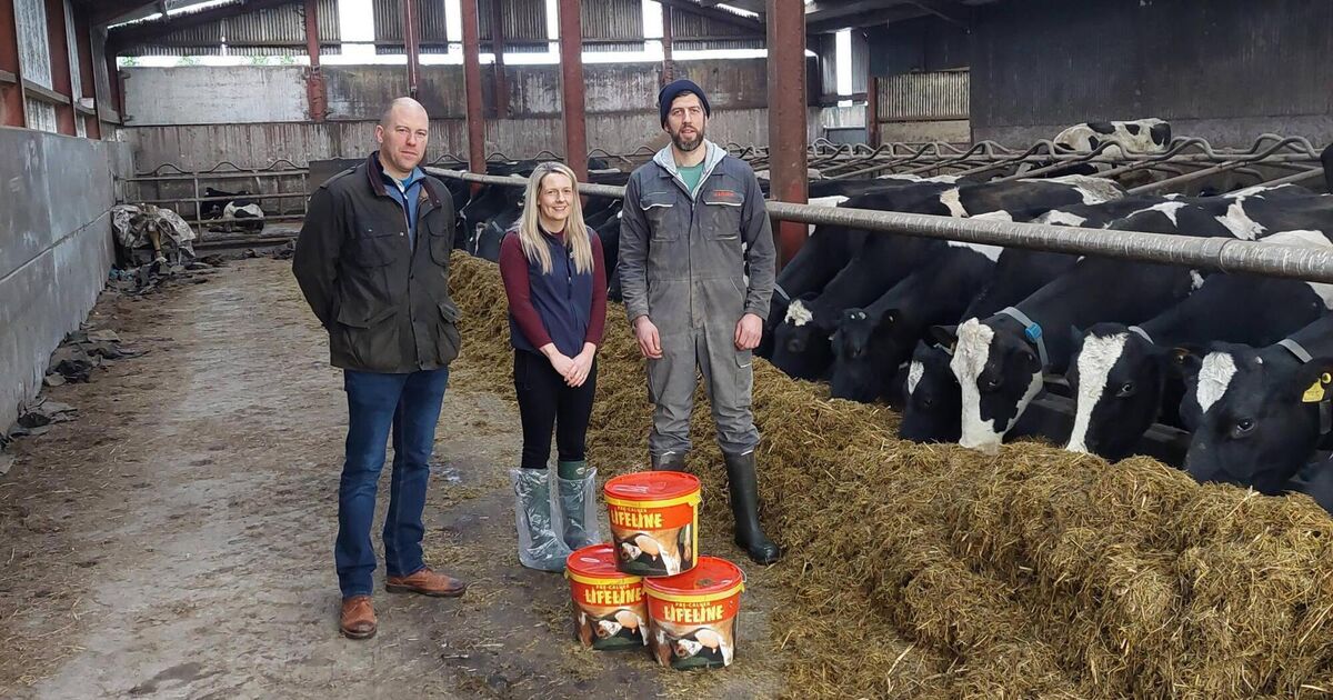 Give your calves the best start in life with Lifeline Pre-Calver