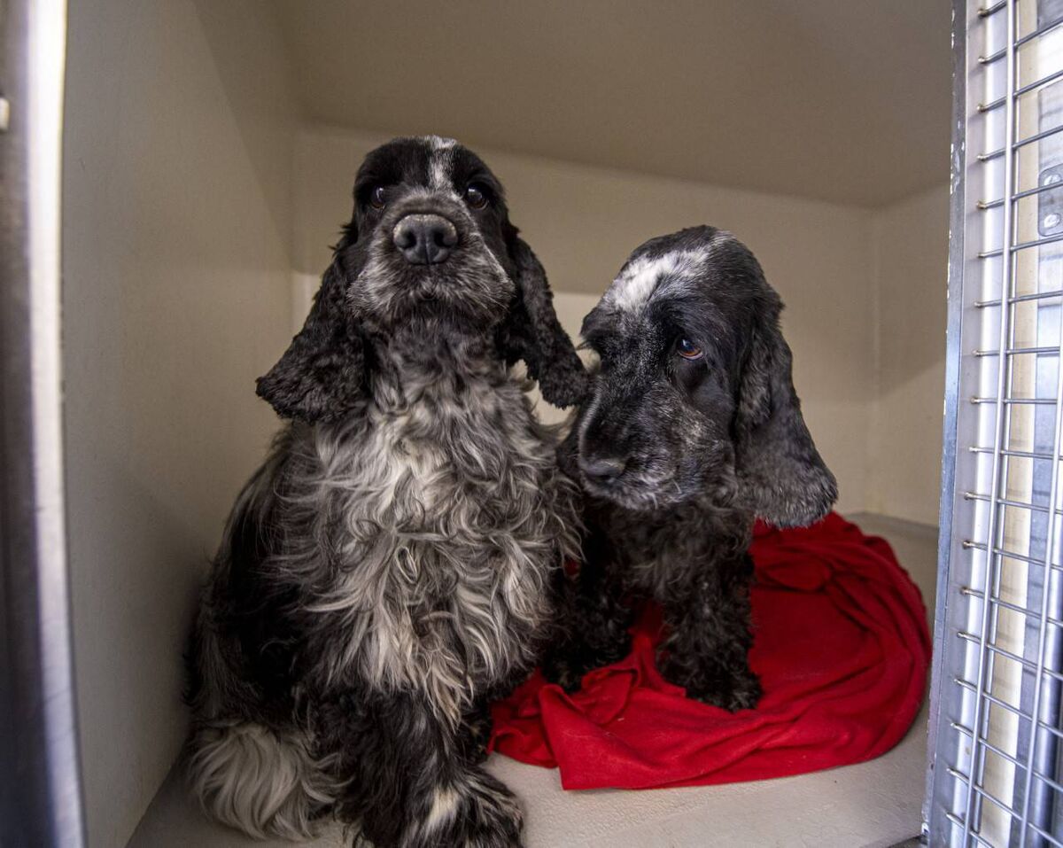 'I can't understand why Irish people don't go there to adopt or to help ...