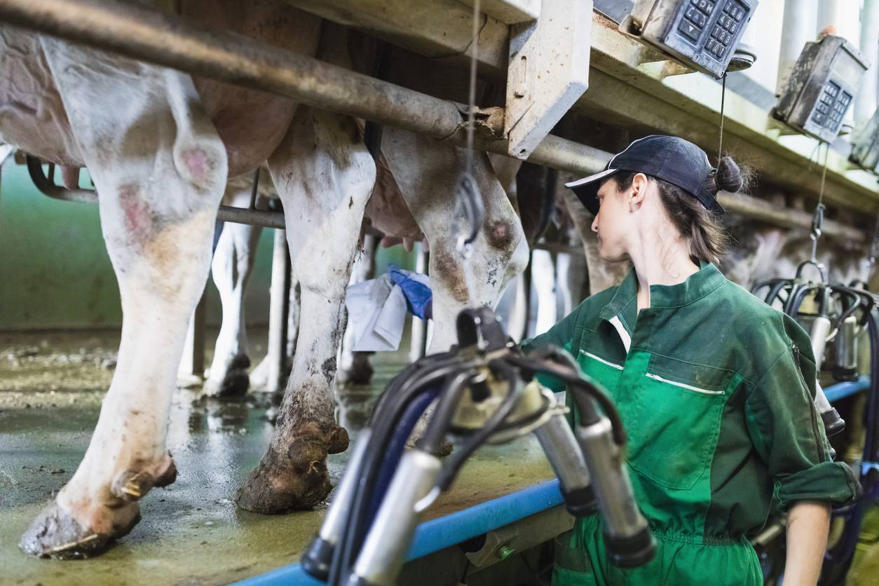 500 work permits unveiled for dairy sector
