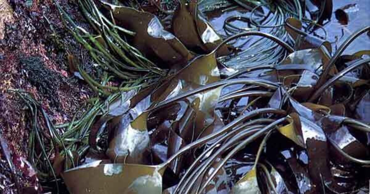 Commercial harvesting of native seaweed forest in Bantry Bay allowed