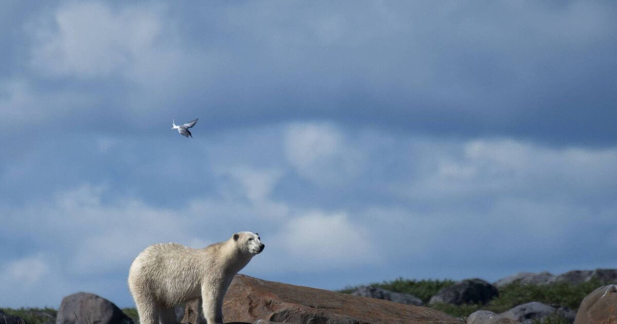 Catherine Conlon: Is the sleeping climate change giant of the Arctic ...