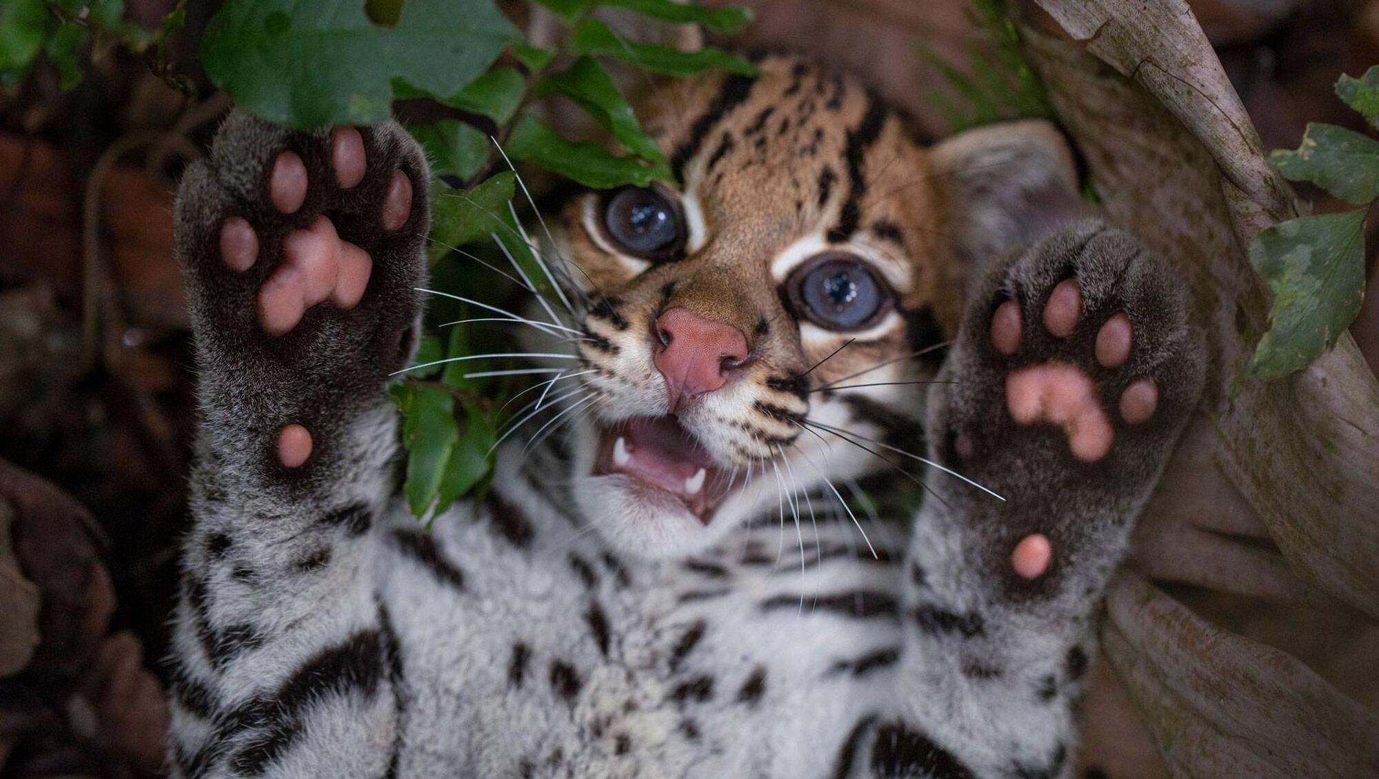 Film Review: No easy answers for man or beast in Wildcat documentary