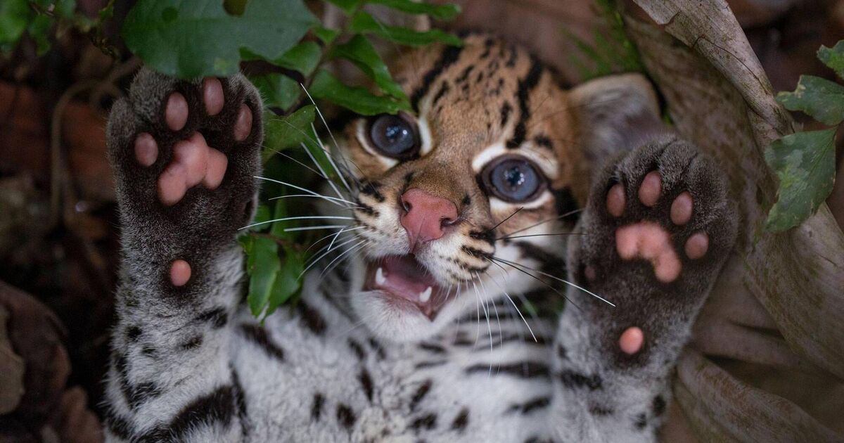 Film Review: No easy answers for man or beast in Wildcat documentary