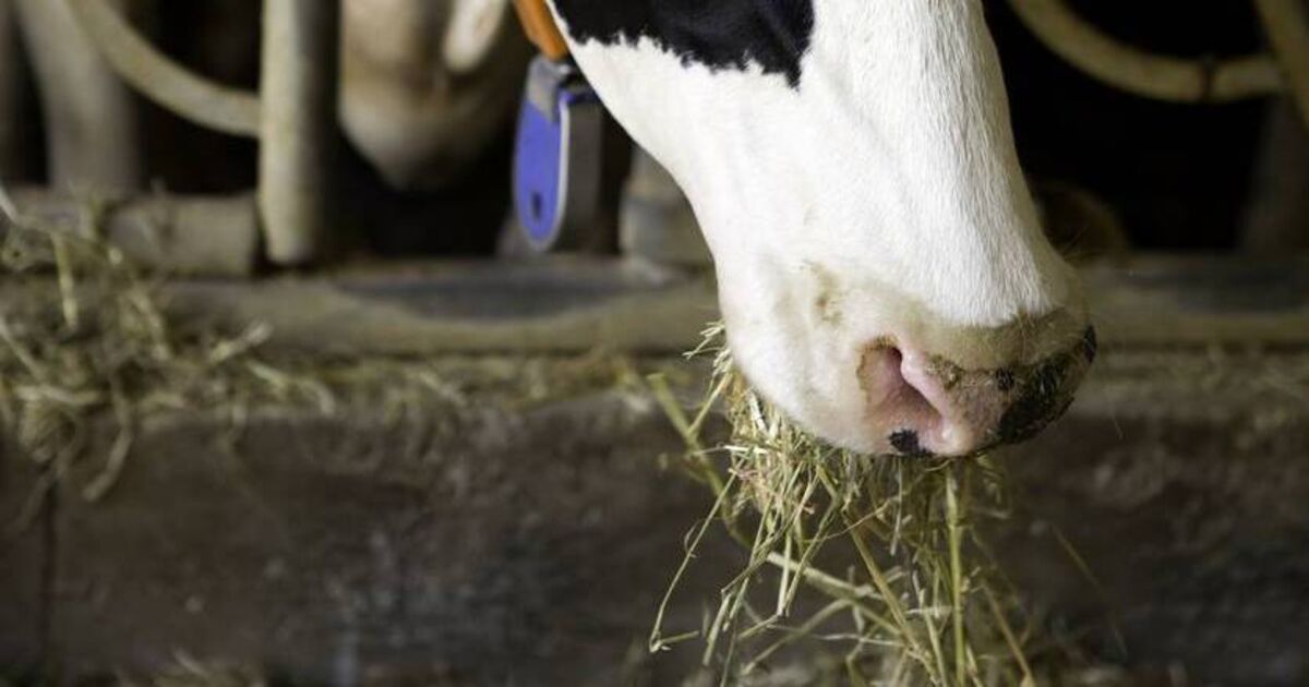 Herd Tasks: Your dry cow checklist