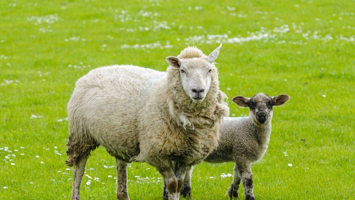 48,000 sheep and goat keepers issued with annual census form