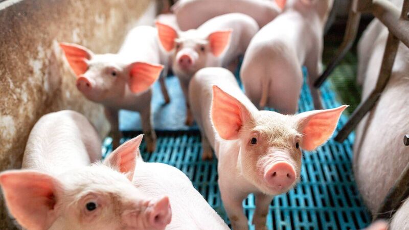 Toughest year in a generation for Irish pig producers