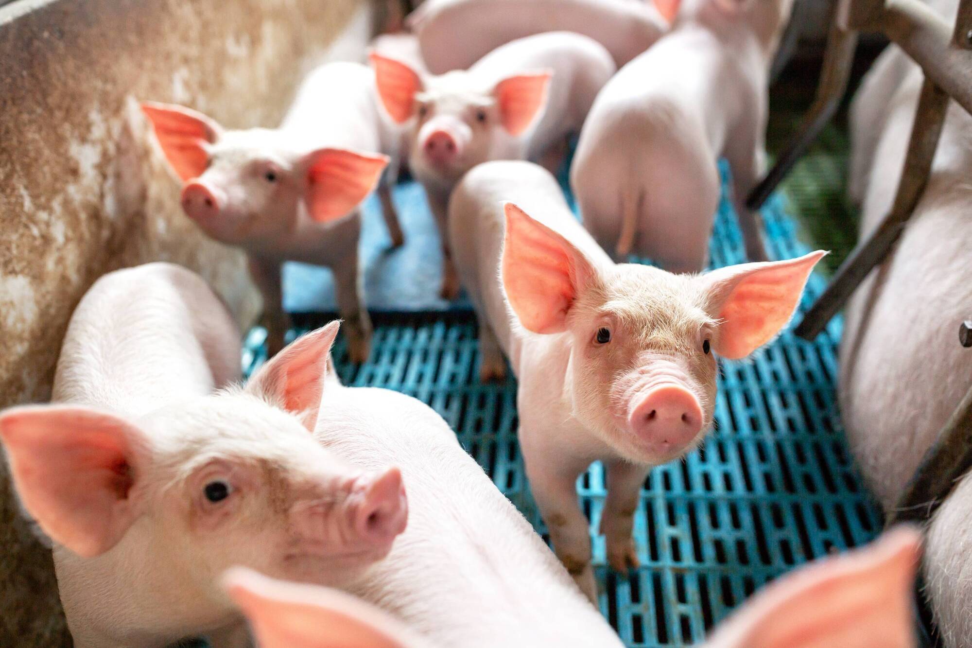 Toughest year in a generation for Irish pig producers