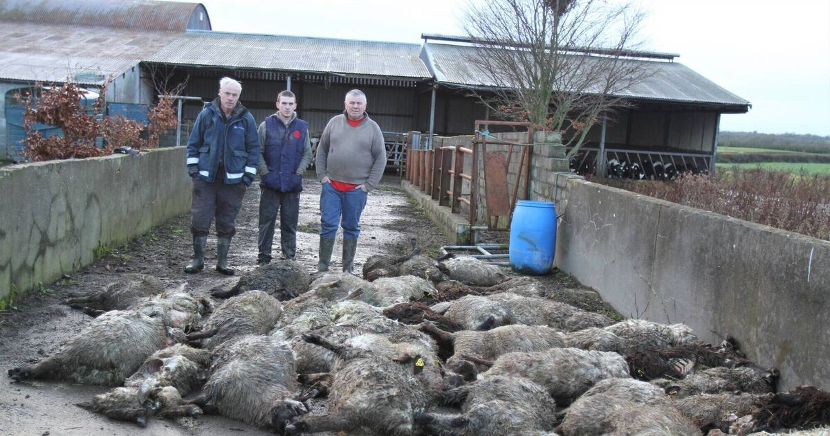 Graphic image warning: 80 sheep lost following 'horrific' dog attack