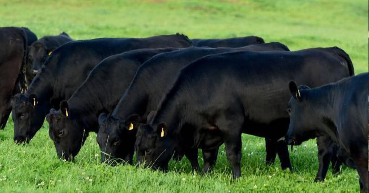 30c/kg off-season Angus bonus offered