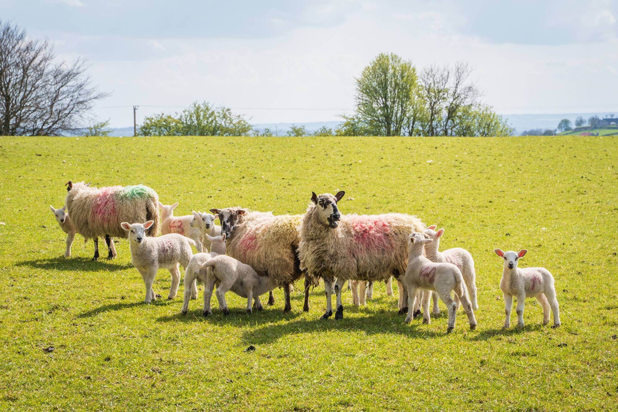 Sheep sector 'needs to be supported, not decimated'