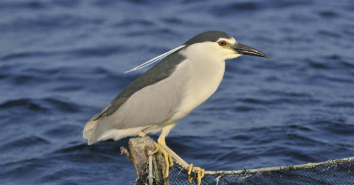 Warmer climate brings welcome invaders