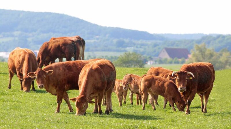 75% of Irish beef heifers unproductive for an extra year