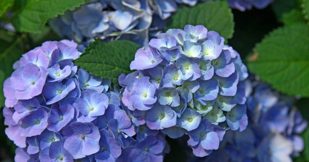Garden Q&A: My hydrangea has shrivelled. Should I prune it?