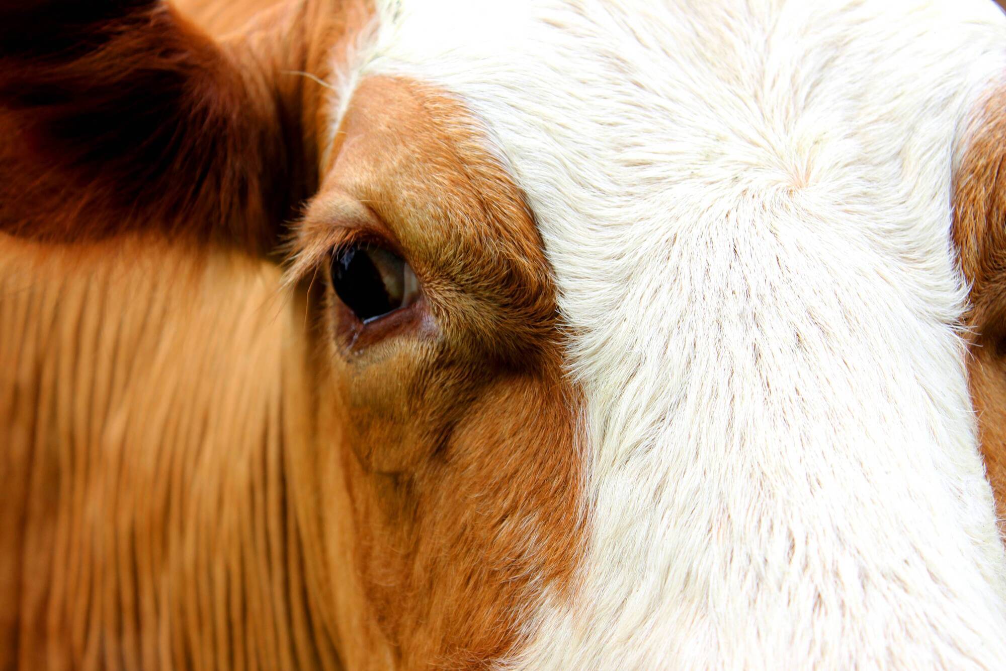 Two-week farm safety inspection campaign focused on livestock handling ...