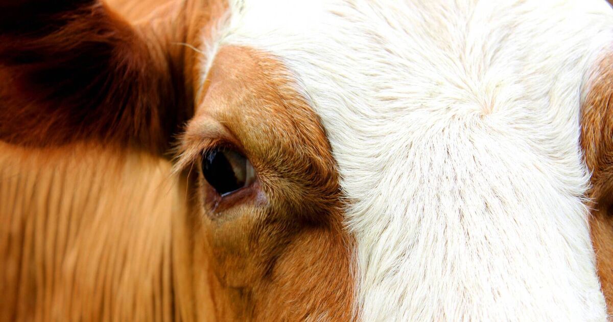 Two-week farm safety inspection campaign focused on livestock handling ...