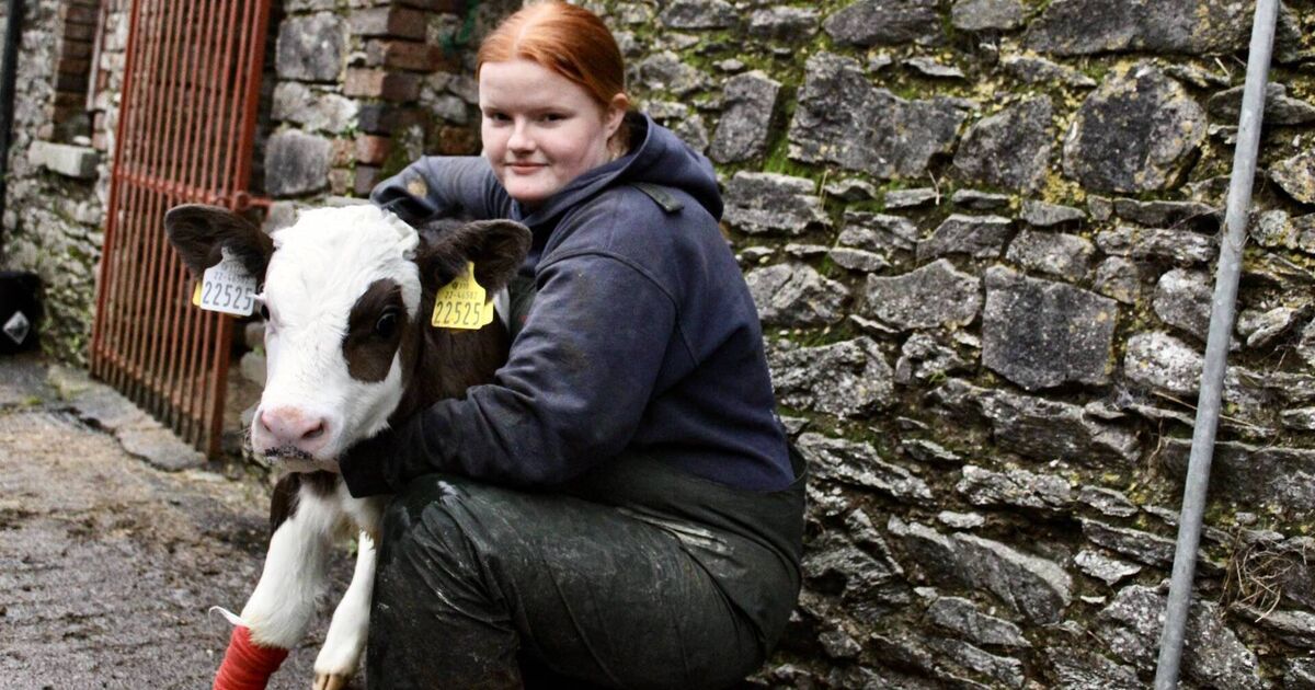 Paula Hynes: Gearing up for spring-calving in Aherla
