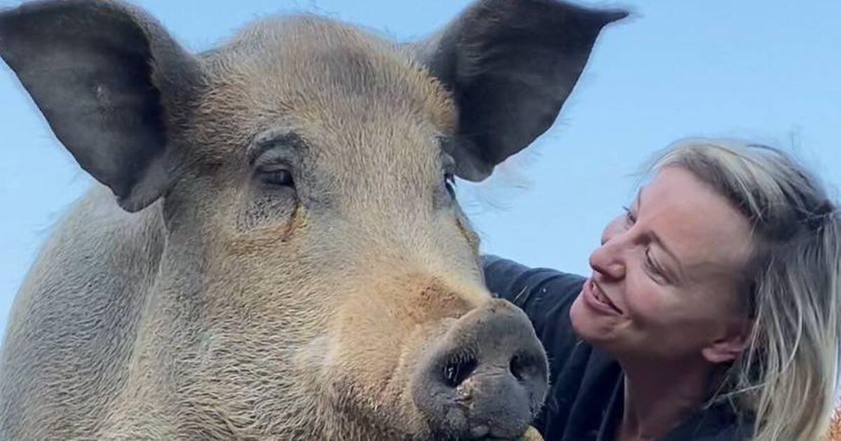Ireland in midst of 'pig crisis' as pandemic pets now abandoned