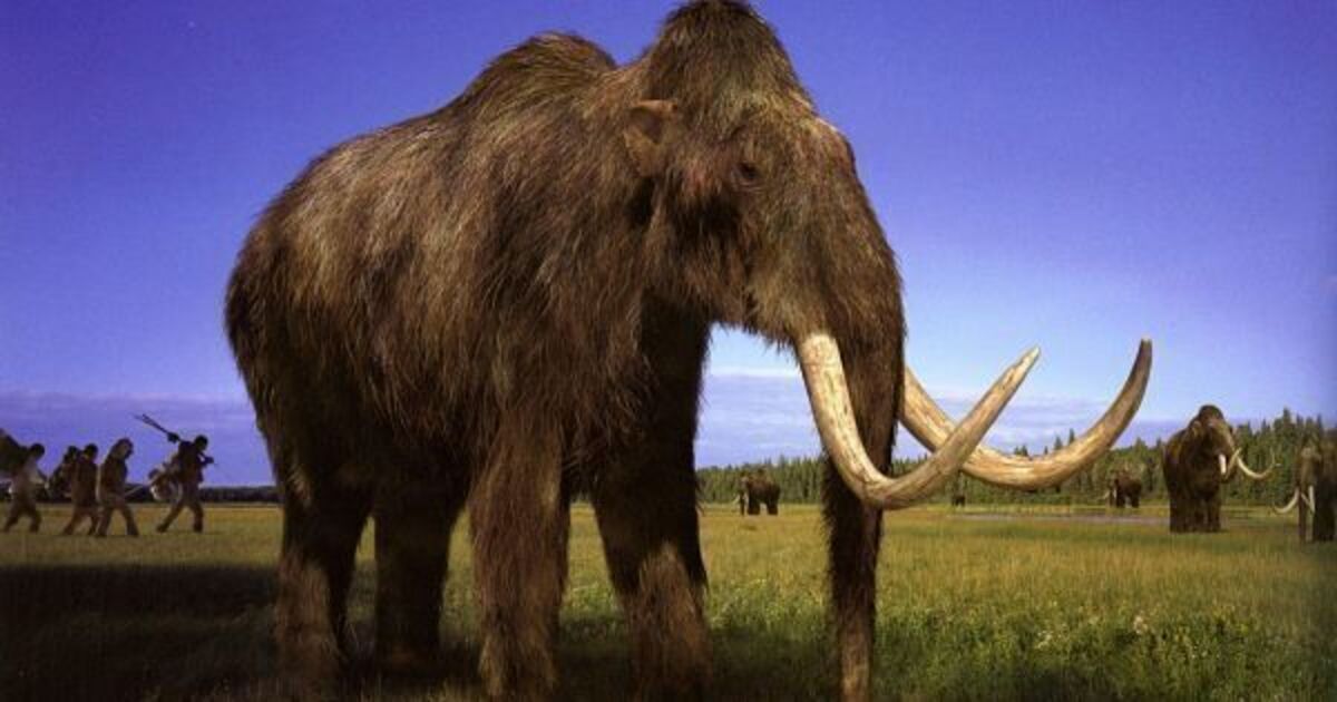 Mammoth tracks give an insight into lives