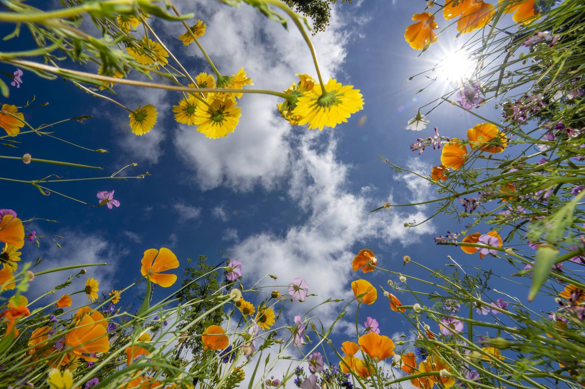Garden Digest: Ideas to help you enjoy your outdoor space