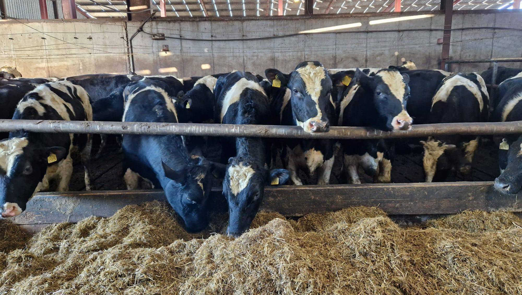 Protect your calves' gut health with Transformula