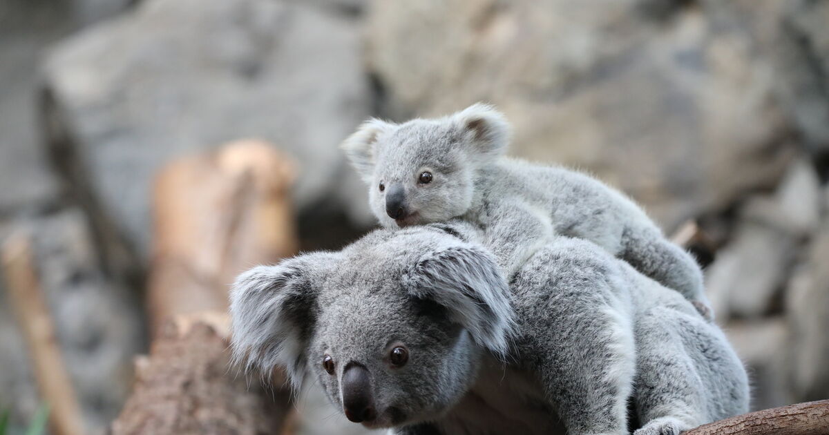 Double trouble as Scottish zoo reveals two baby koalas for the first time