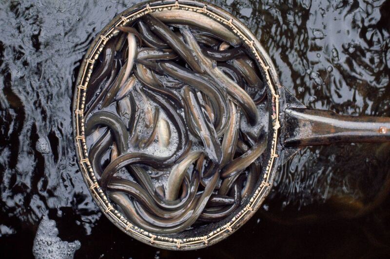 Anja Murray: Epic eel journey from Sargasso Sea to Ireland — and back again