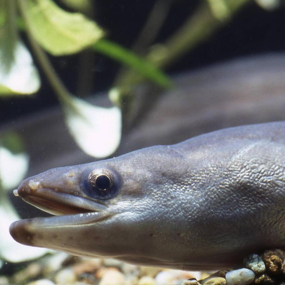 Sargasso Sea Eel