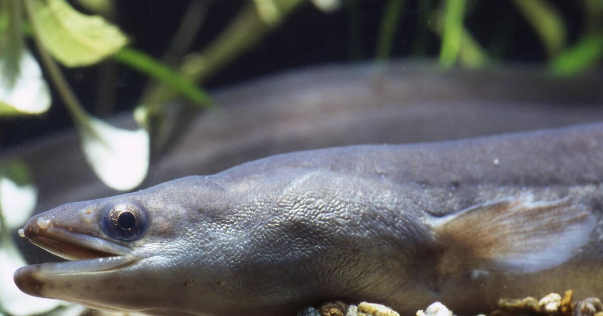 Anja Murray: Epic eel journey from Sargasso Sea to Ireland — and back again
