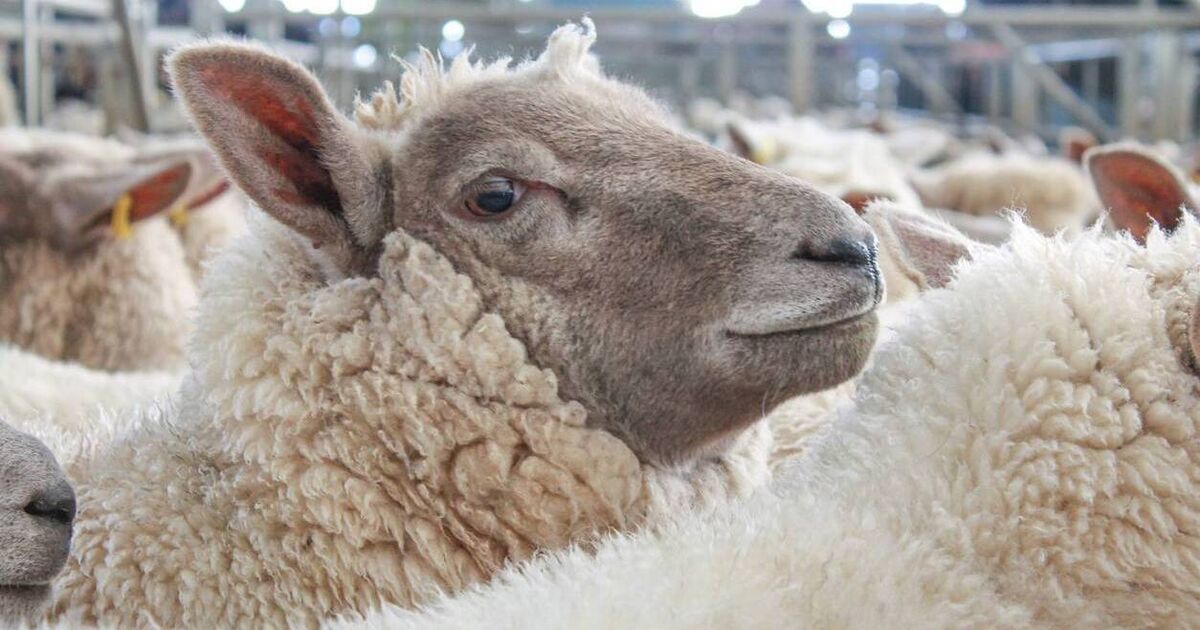 Lamb prices back a further 5-10c/kg