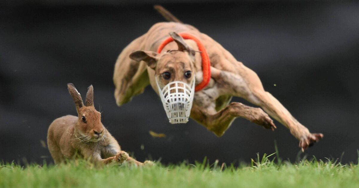 Barbaric bloodsport or way of life: Are coursing's days numbered?