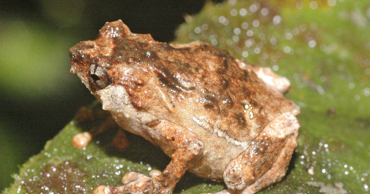 European appetite for frogs' legs causing biodiversity crisis in ...