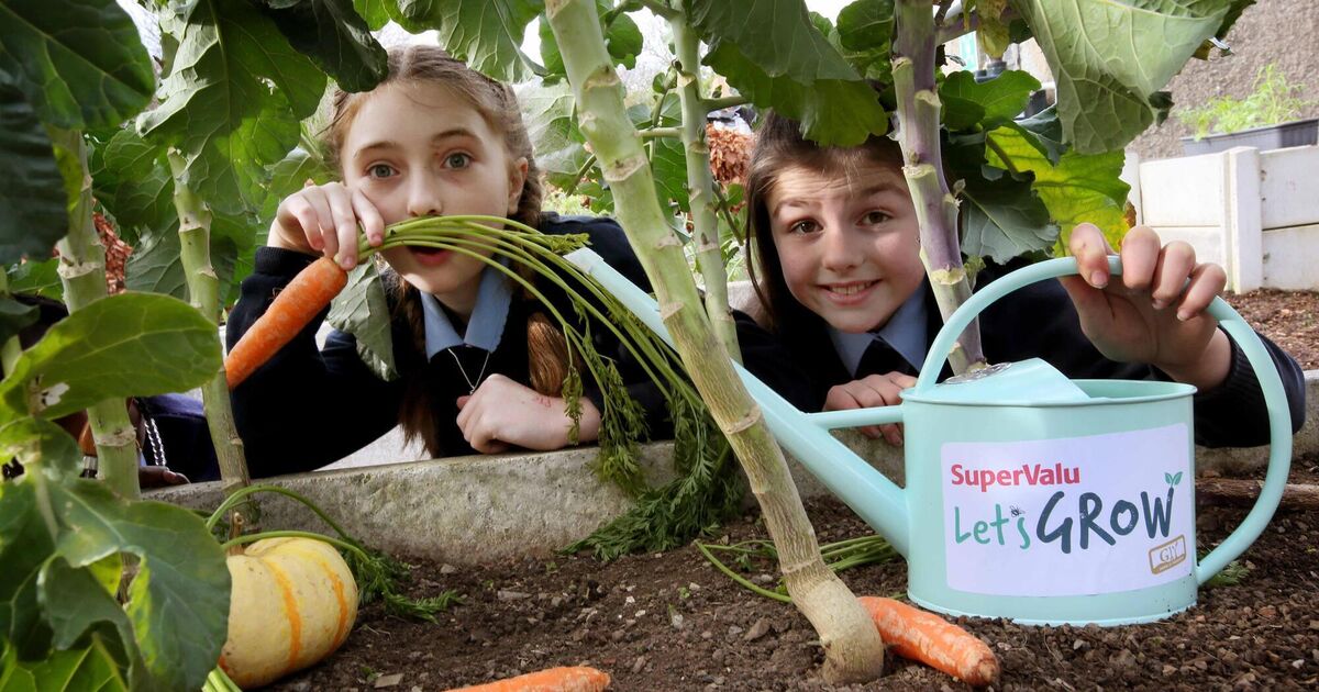 Tots to Teens: Learn to sow and grow with GIY