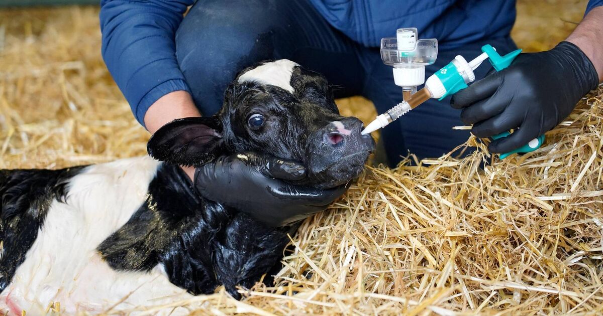 Protect your calves from day one, with “day of birth” vaccine ...