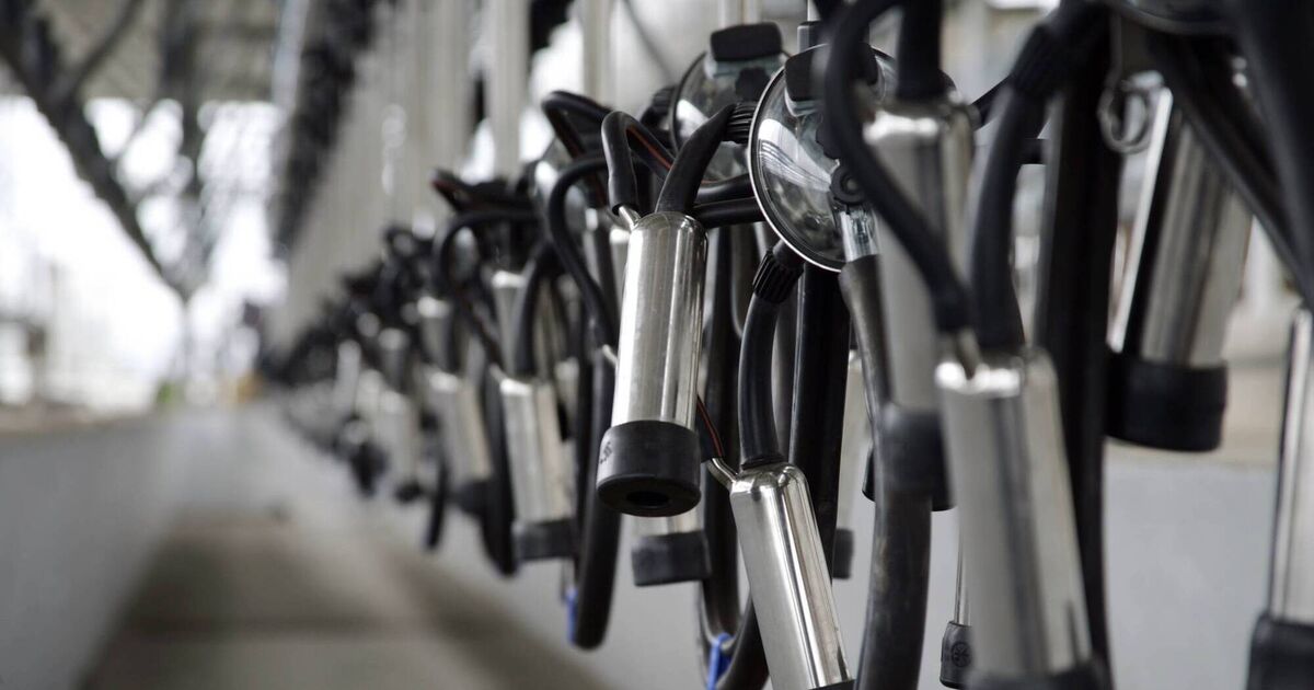 4c per litre cut to Carbery milk price