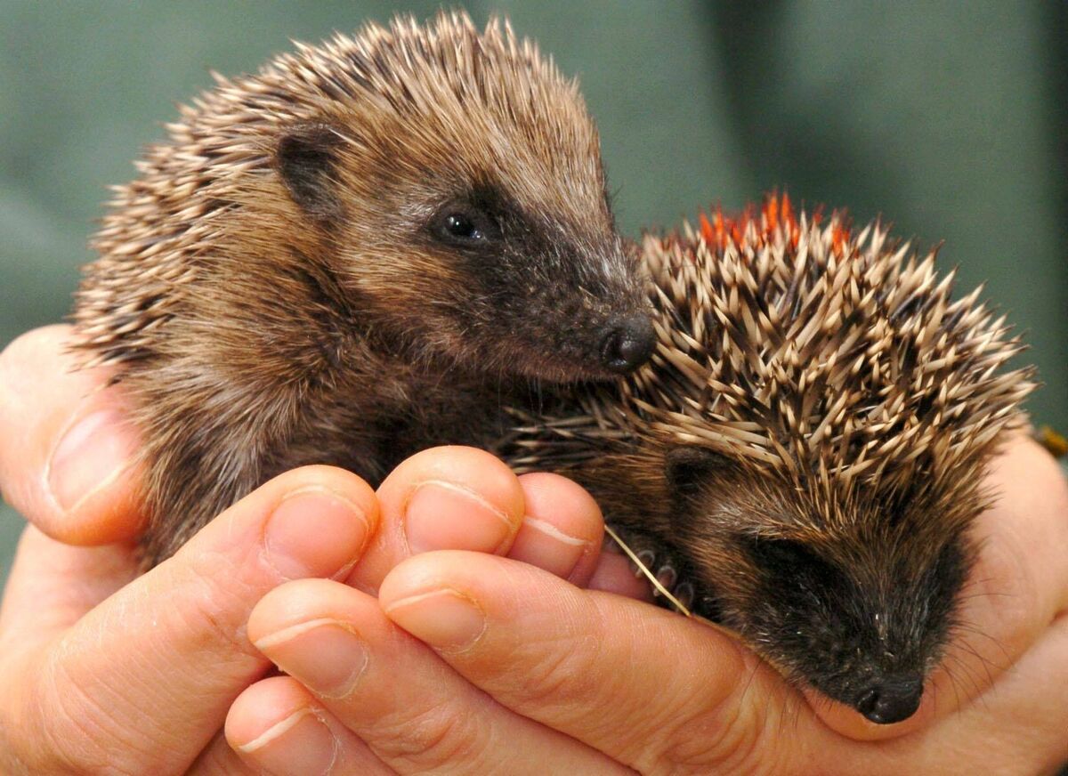 7 ways gardeners can help wildlife and make a difference