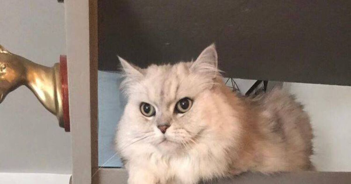 Tiny €235k Cork home has enough room to swing not just one, but two, cats