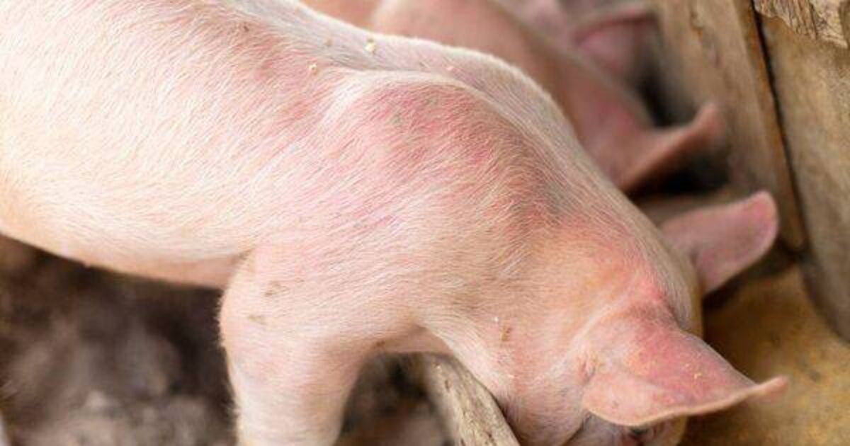 Pig farmers 'breathing a small sigh of relief' following price increase