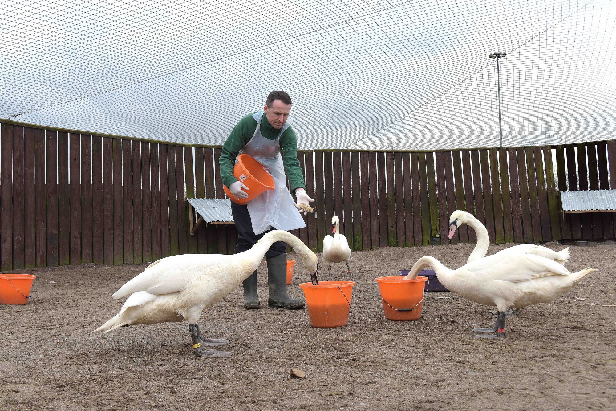 Animal rescue service appeals for cats to be kept in during nesting season