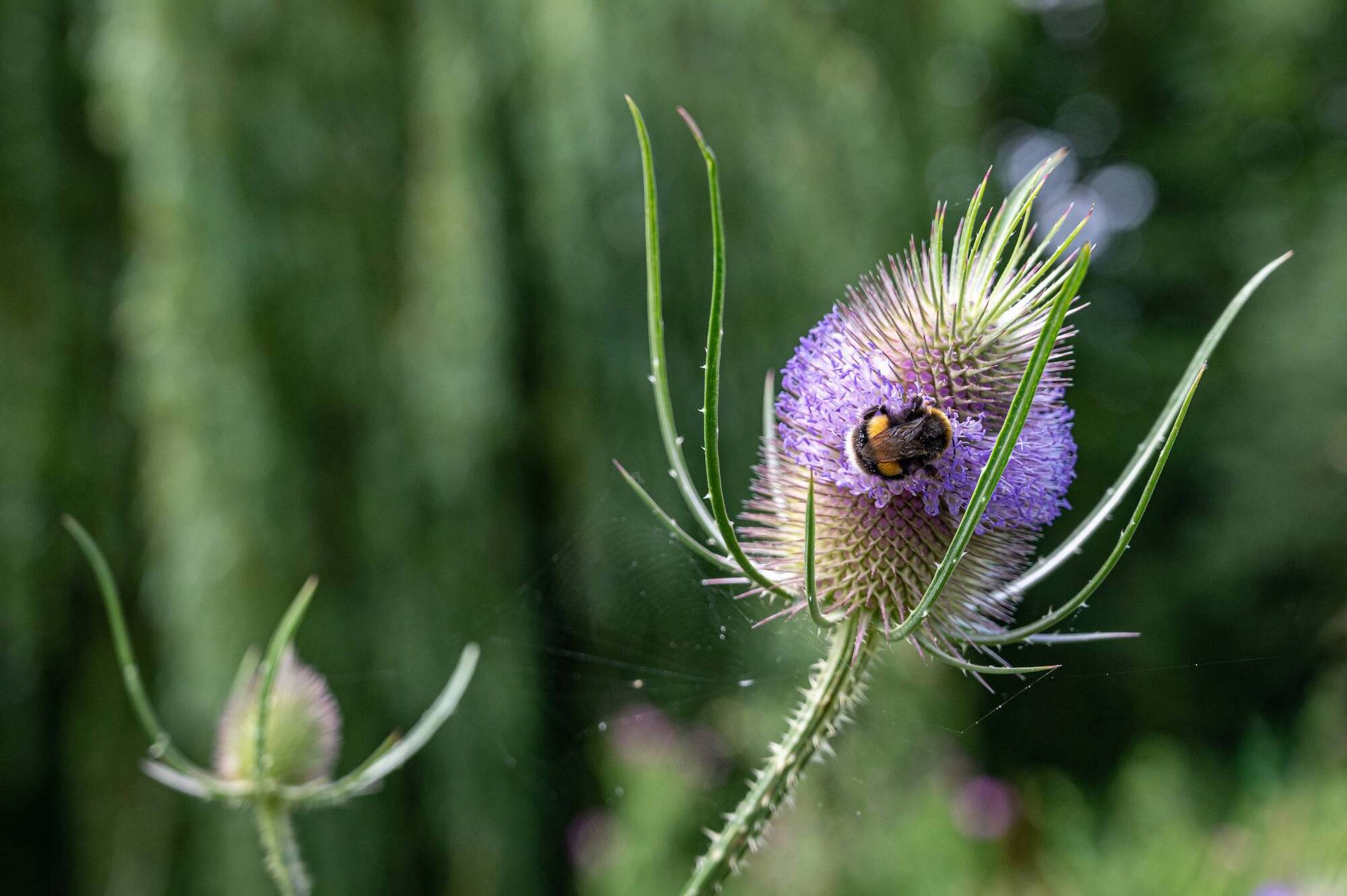 Peter Dowdall: Time to enjoy the green energy of spring in your garden