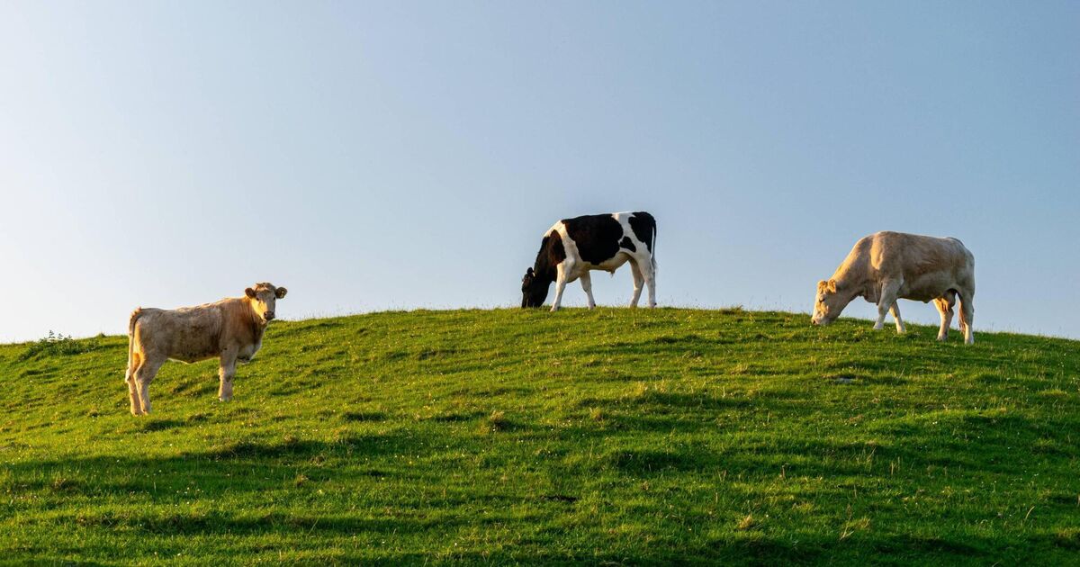 Kerry farmers in fear over growing number of animal and machinery ...