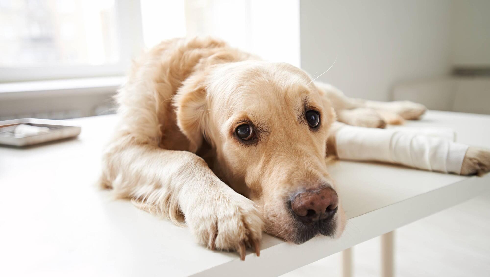 Pete the Vet: I witnessed the death of a Golden Retriever with a ...