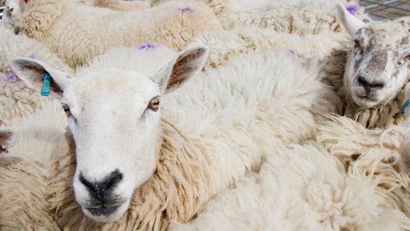 Lamb processing site acquired by Waterford's Dawn Meats UK division